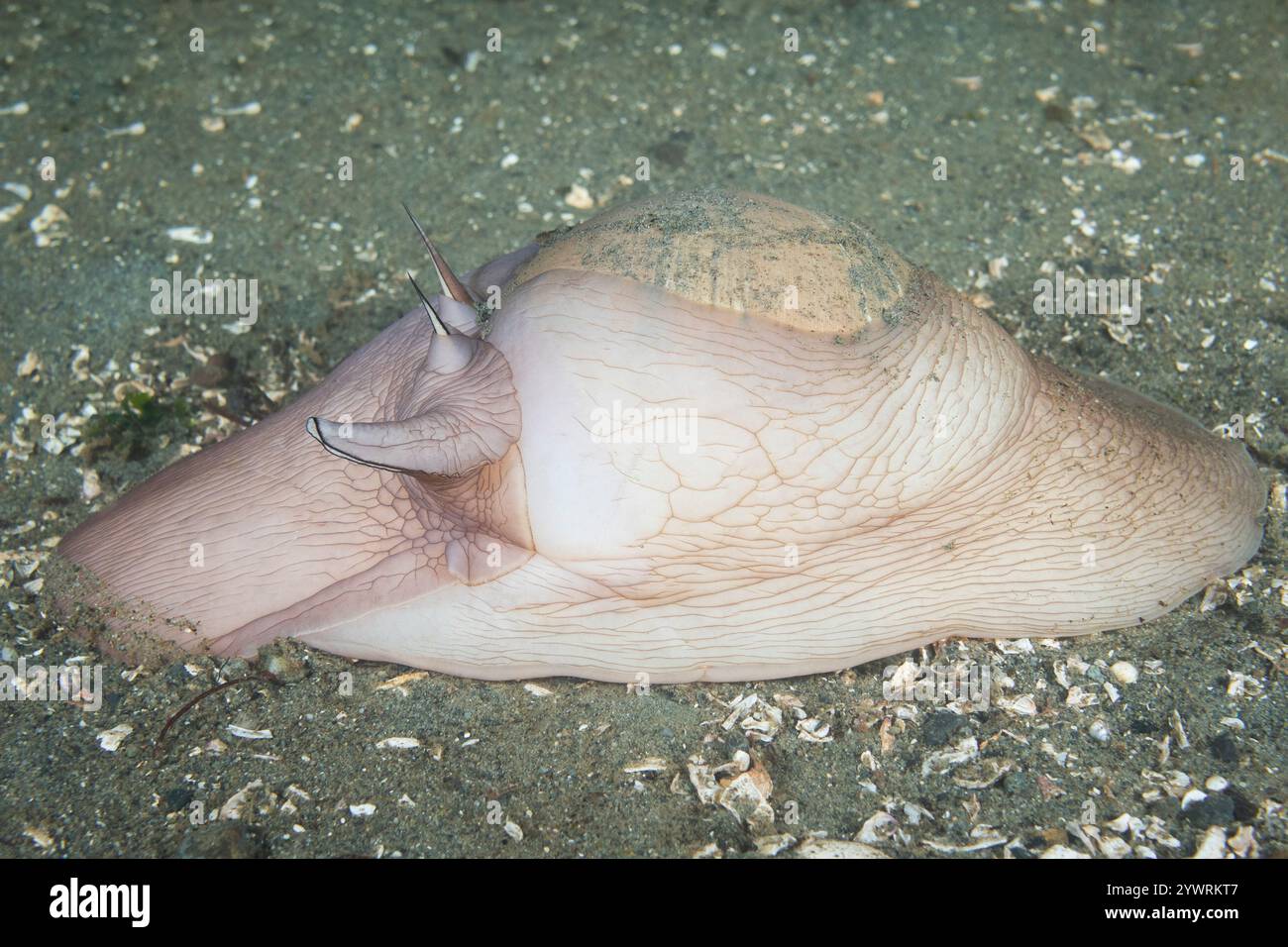 Keystone Jetty Fort Casey Underwater Park Admiralty Bay Salish Sea ...
