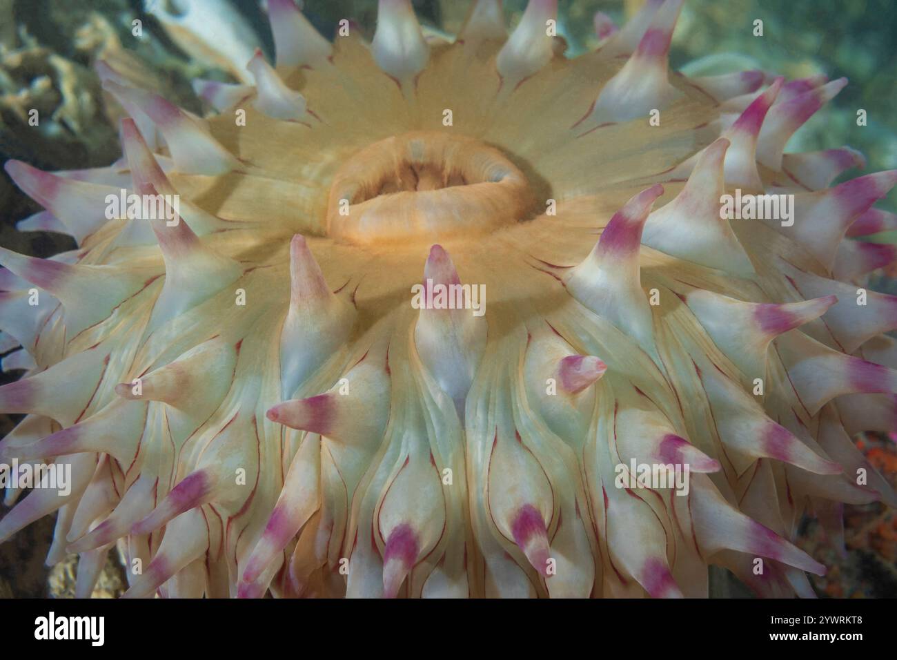 Keystone Jetty Fort Casey Underwater Park Admiralty Bay Salish Sea ...