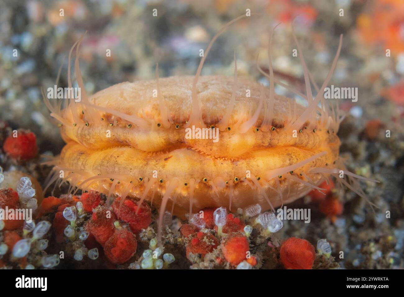 Keystone Jetty Fort Casey Underwater Park Admiralty Bay Salish Sea ...