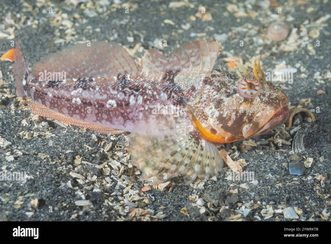 Breeding male, Keystone Jetty Fort Casey Underwater Park Admiralty Bay ...