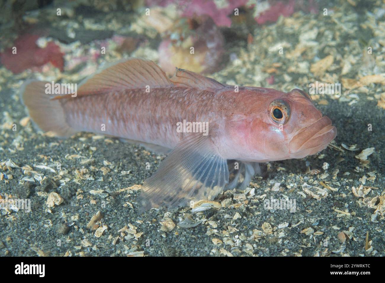 Blackeye goby Rhinogobiops nicholsii, Keystone Jetty Fort Casey ...