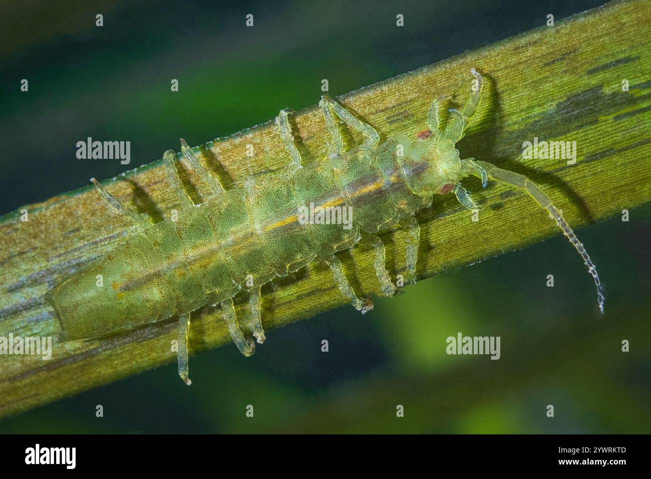 Pentidotea resecata hi-res stock photography and images - Alamy