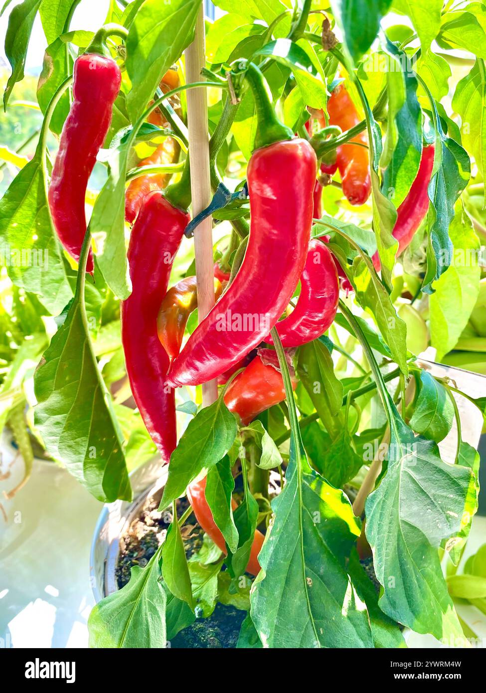 Spicy red chilis growing on the plants Stock Photo - Alamy