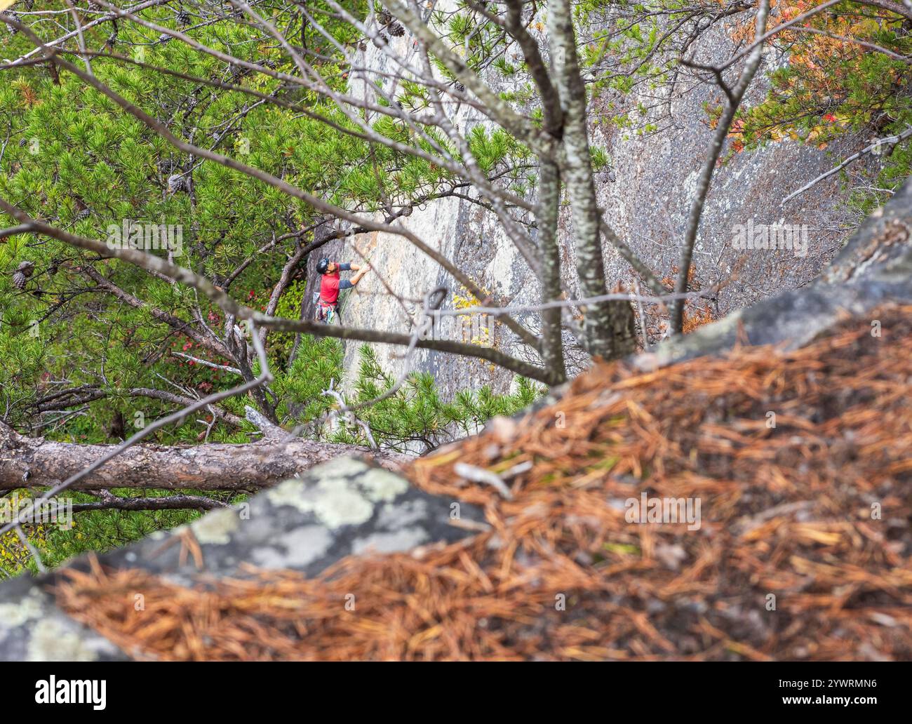 A climber in a red shirt tackles the rocky cliffs of Endless Wall in ...
