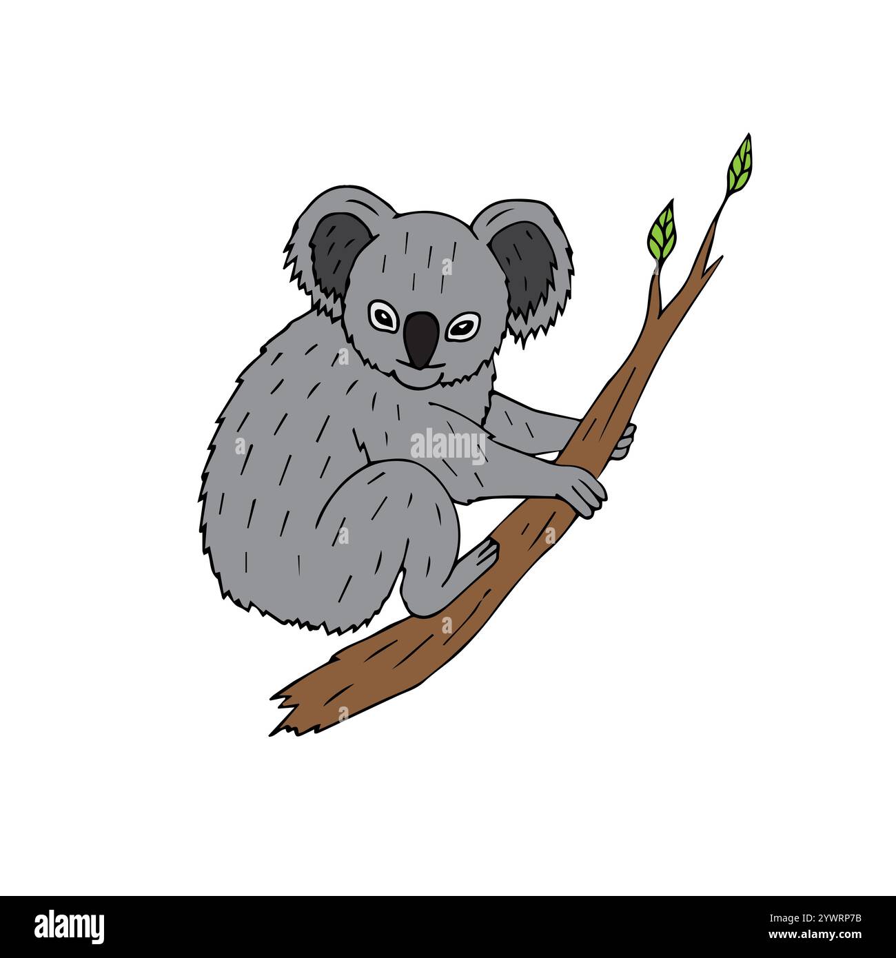 Vector hand drawn doodle sketch colored koala sitting on tree branch ...