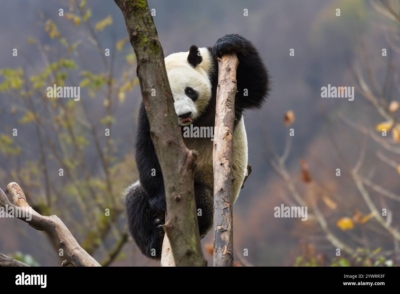 Giant Panda at the Wolong Giant Panda Nature Reserve in Chengdu, China ...