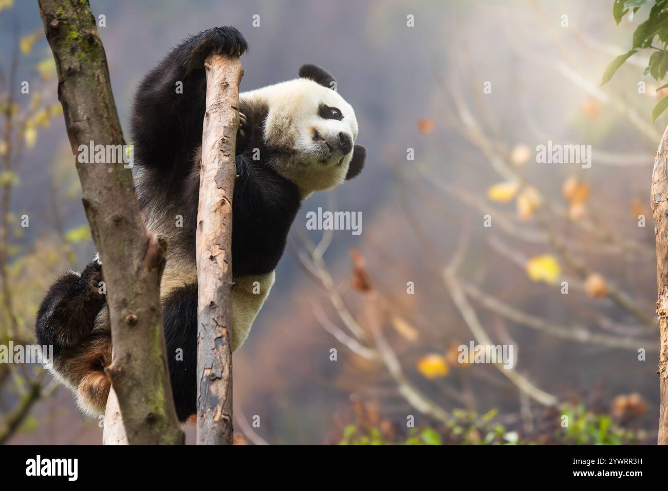 Giant Panda at the Wolong Giant Panda Nature Reserve in Chengdu, China ...