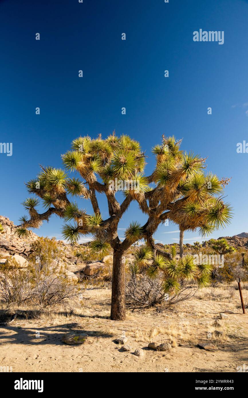Large Joshua Tree Against Blue Sky in Mojave desert Stock Photo - Alamy
