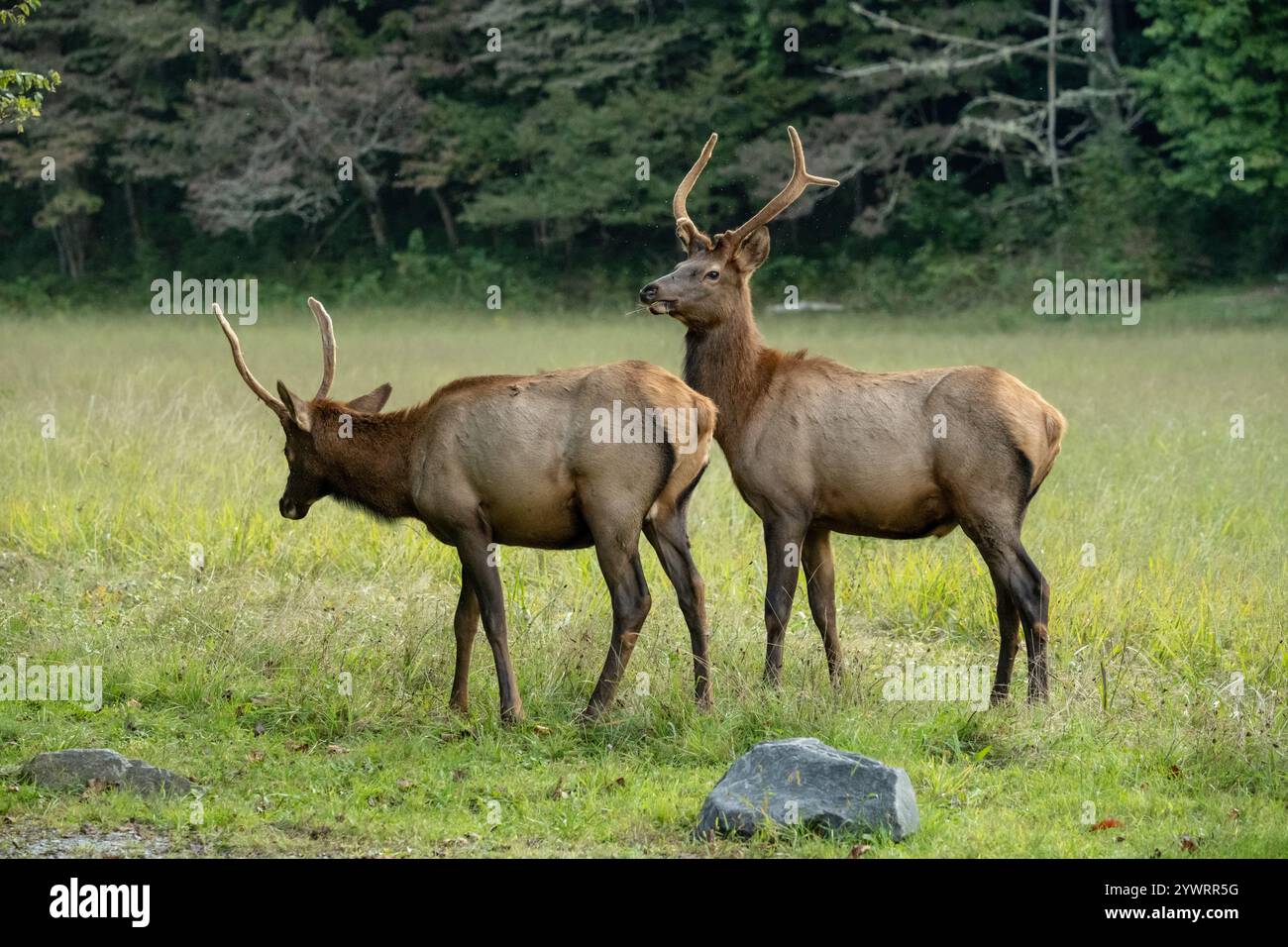 Noise Startles Grazing Spike Elk In Cataloochee Valley Stock Photo - Alamy
