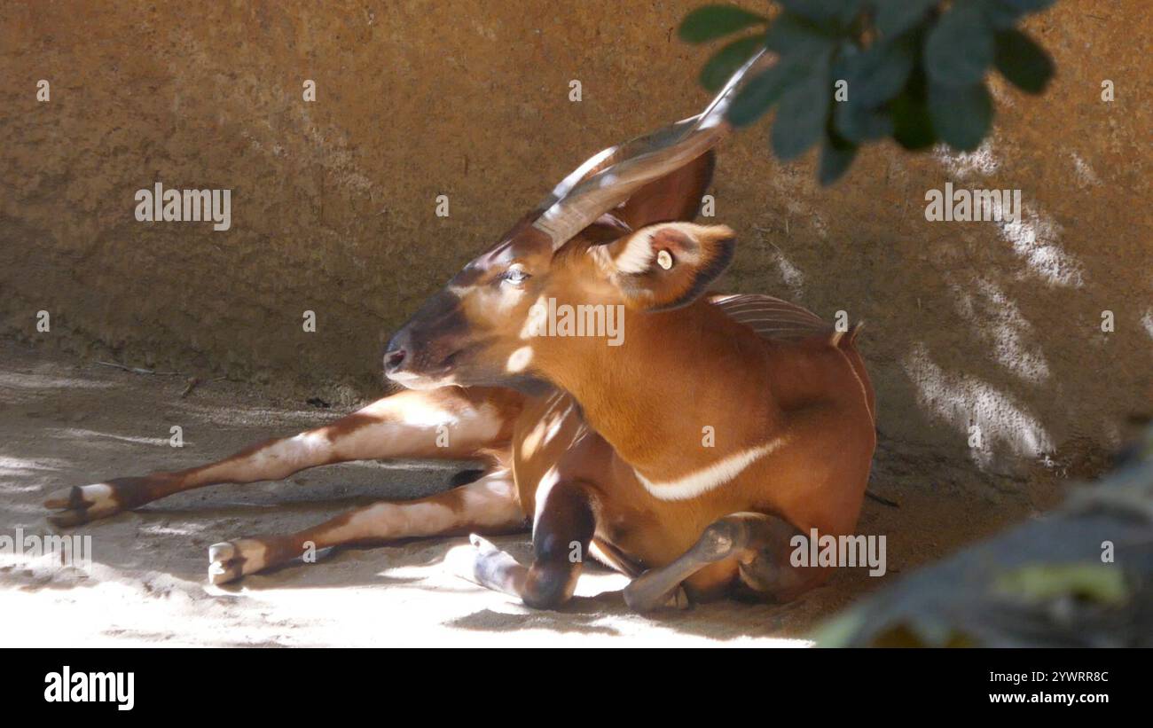 Los Angeles, California, USA 6th December 2024 Mountain Bongo at LA Zoo ...