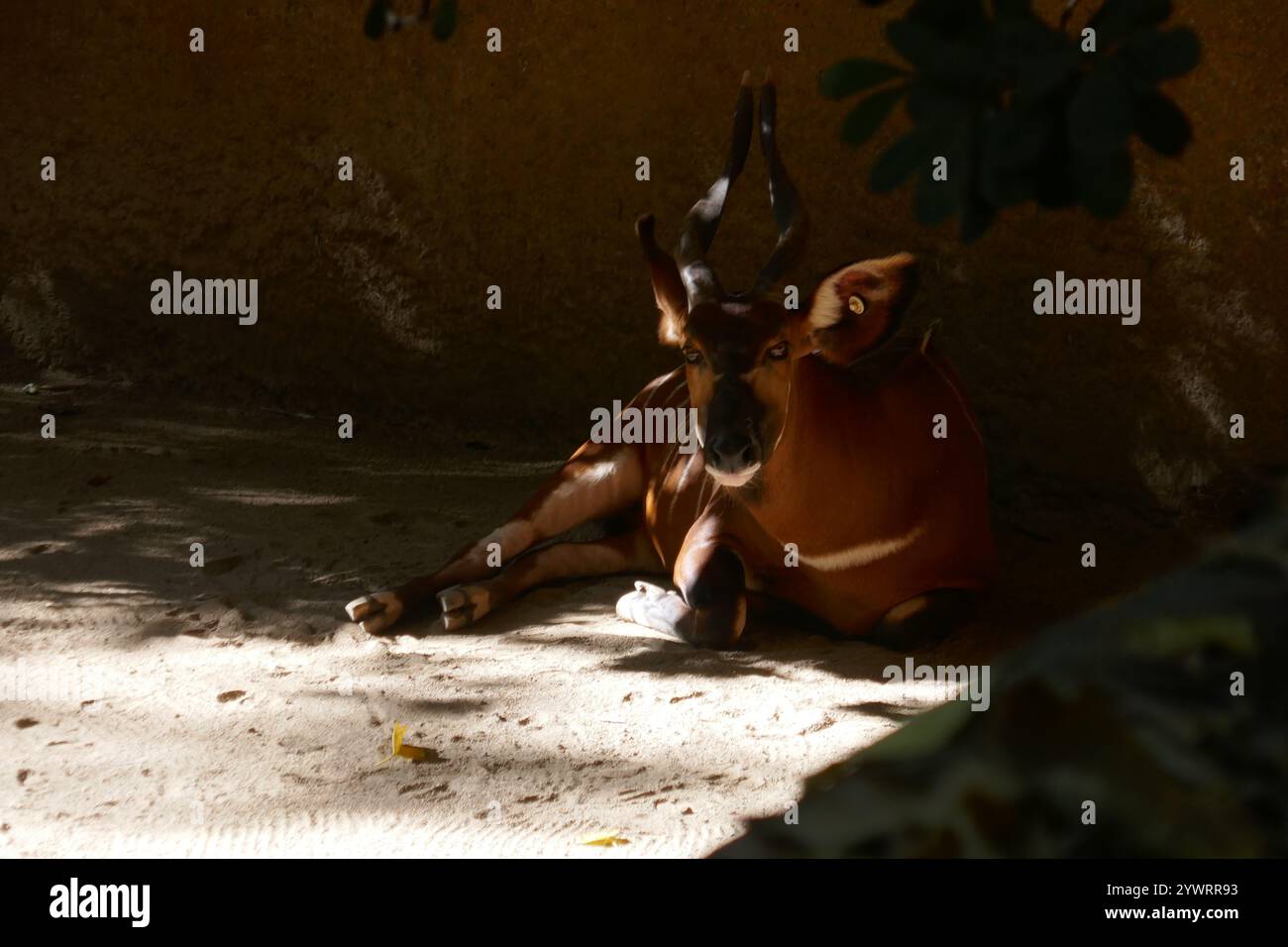 Los Angeles, California, USA 6th December 2024 Mountain Bongo at LA Zoo ...