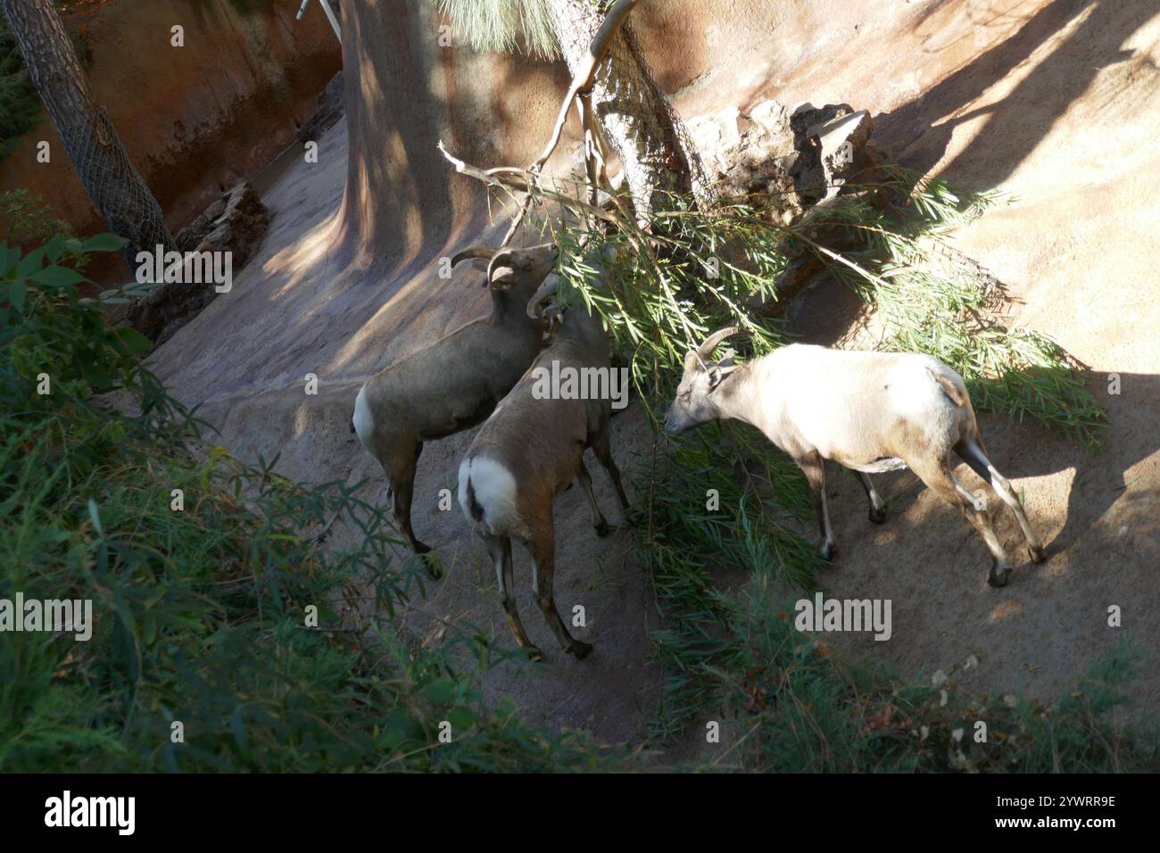Los Angeles, California, USA 6th December 2024 Desert Bighorn Sheep ...