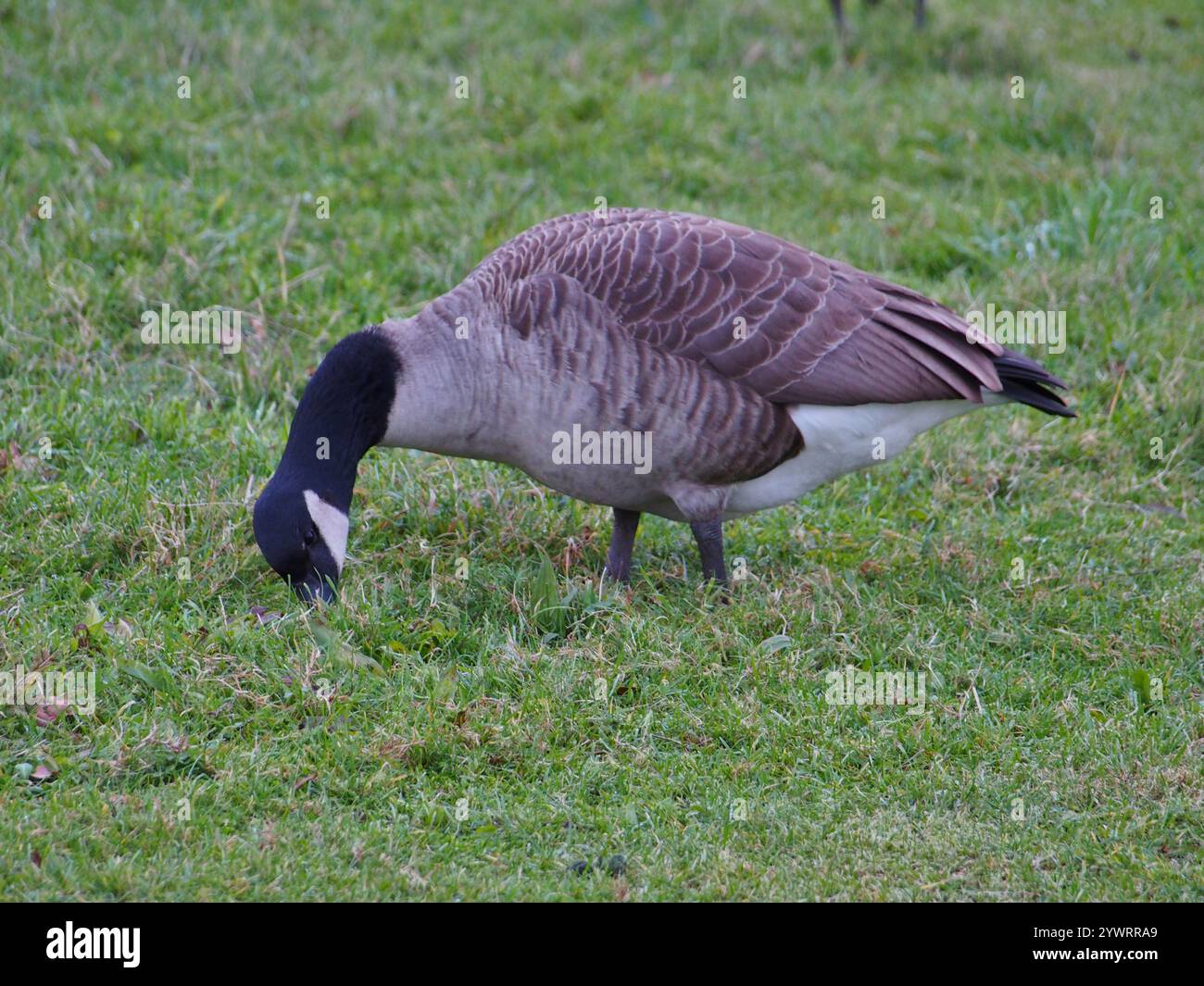 Canada goose (branta canadensis) granzing on grass in the Rheinaue park ...