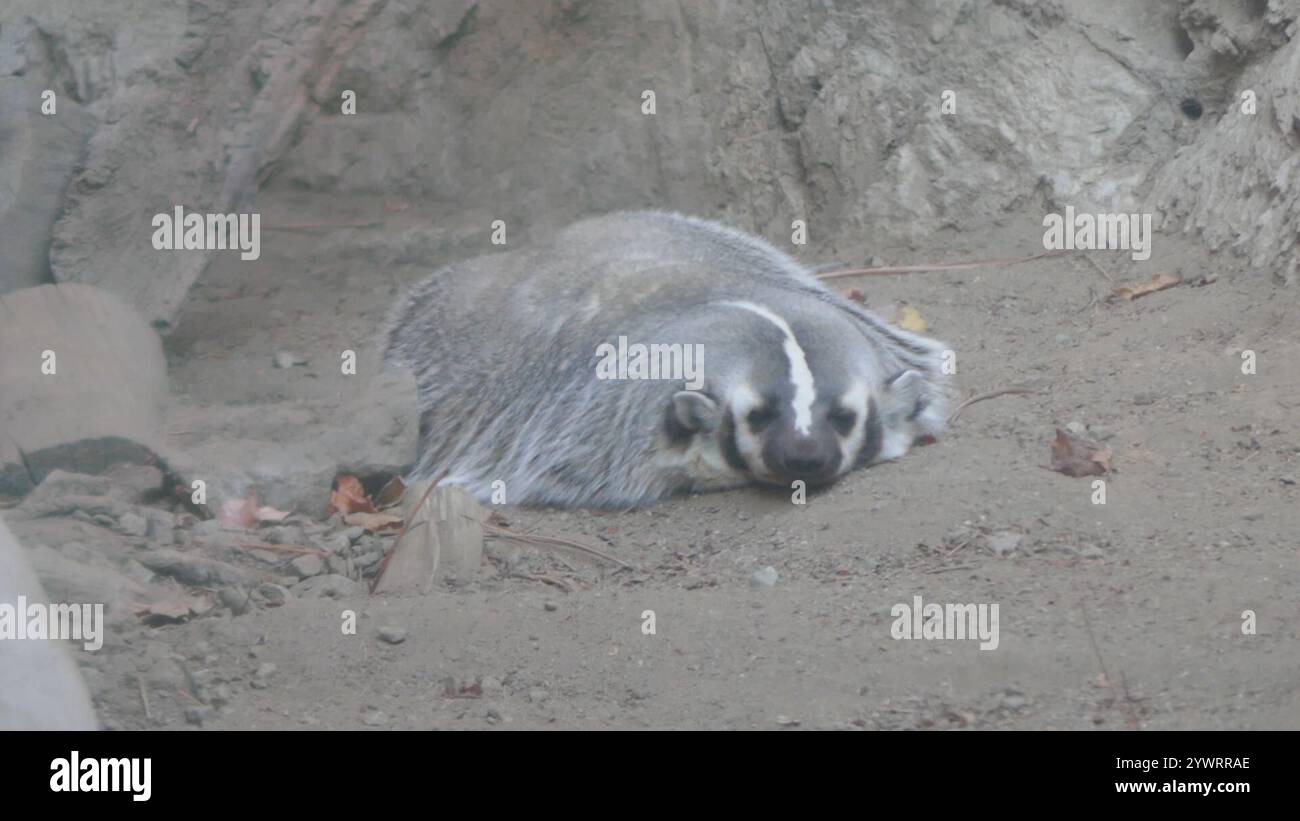 Los Angeles, California, USA 6th December 2024 American Badger at LA ...
