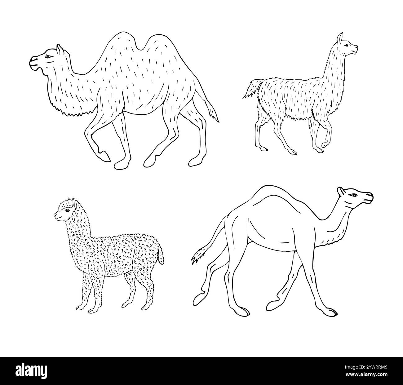 Vector set of hand drawn doodle sketch llamas and camels isolated on ...