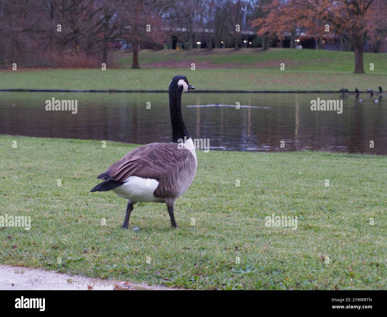 Canada goose (branta canadensis) walking towards the water in the ...