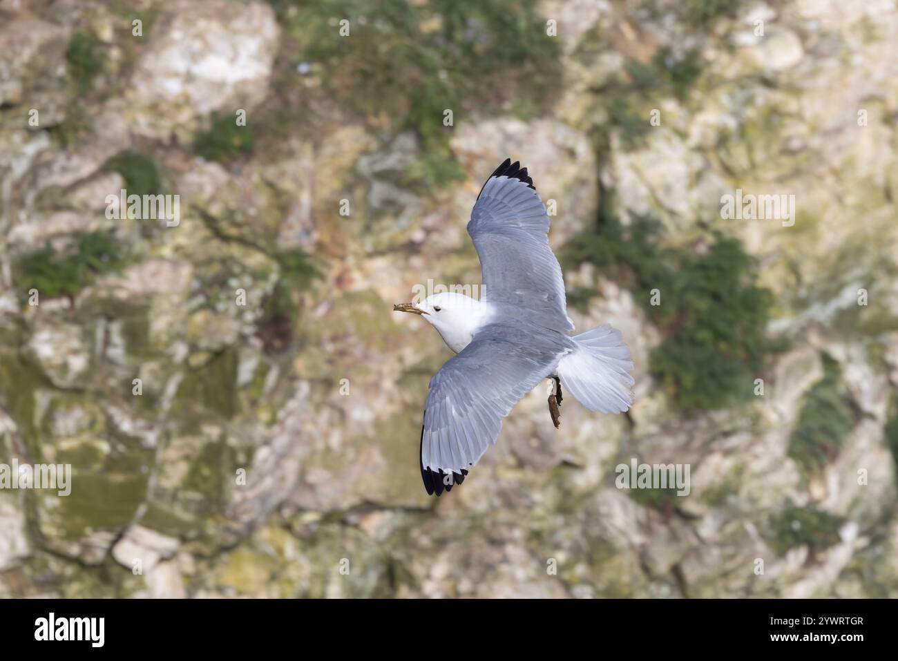 Kittiwake uk land hi-res stock photography and images - Alamy