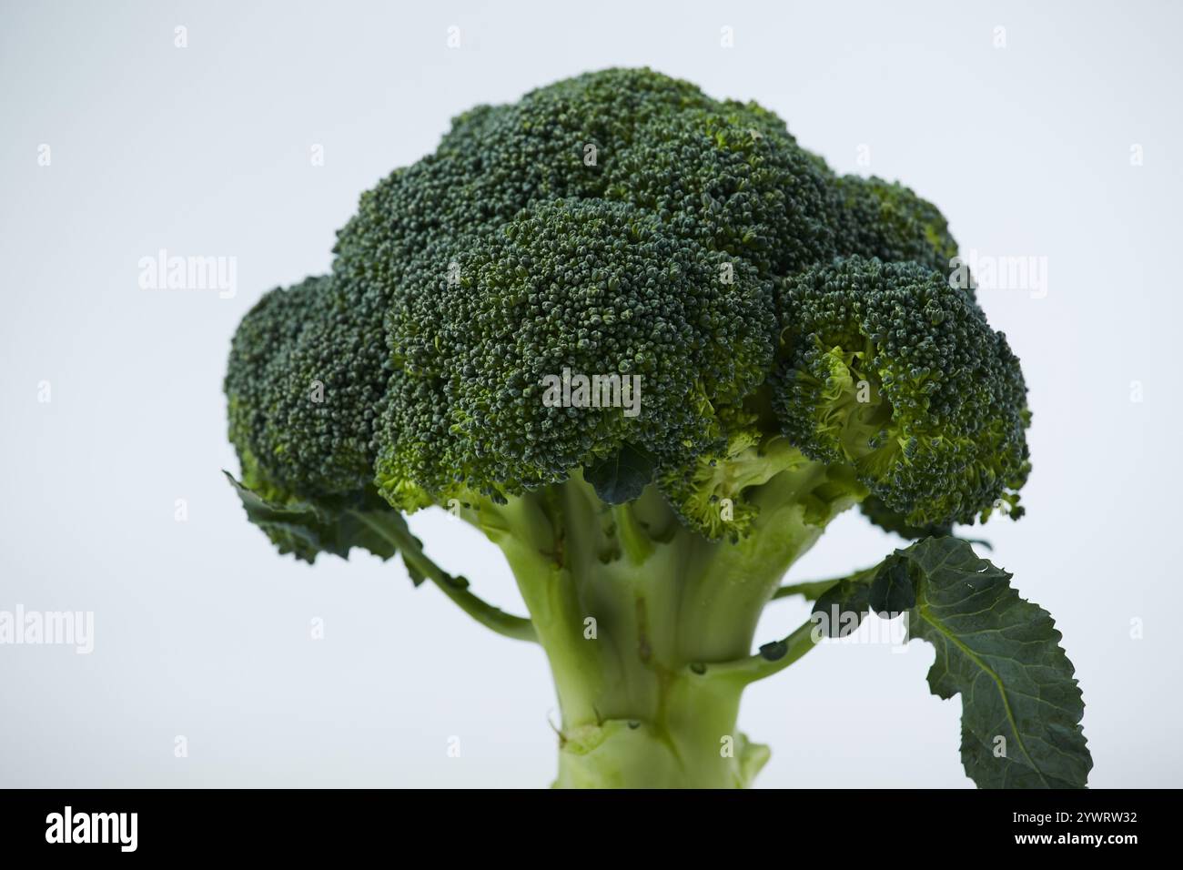 Broccoli close up healthy green hi-res stock photography and images - Alamy