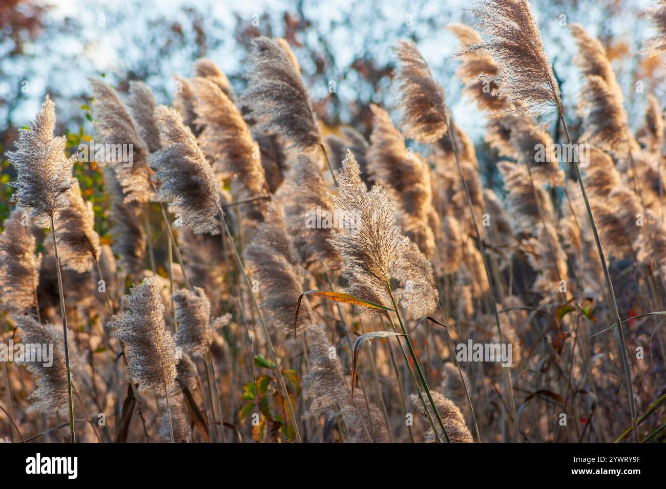 Golden common reed plumes (Phragmites australis) backlit by late ...