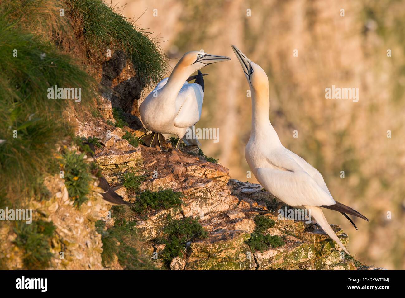 Northern Gannet [ Morus bassanus ] pair of birds in greeting display at ...