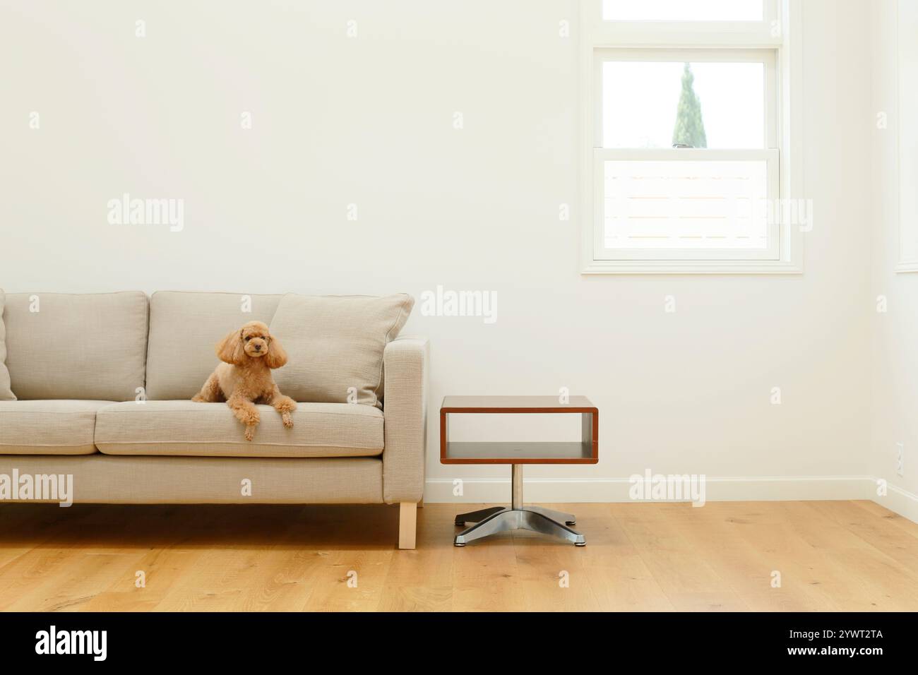 Living room and dog backgrounds for compositing Stock Photo - Alamy