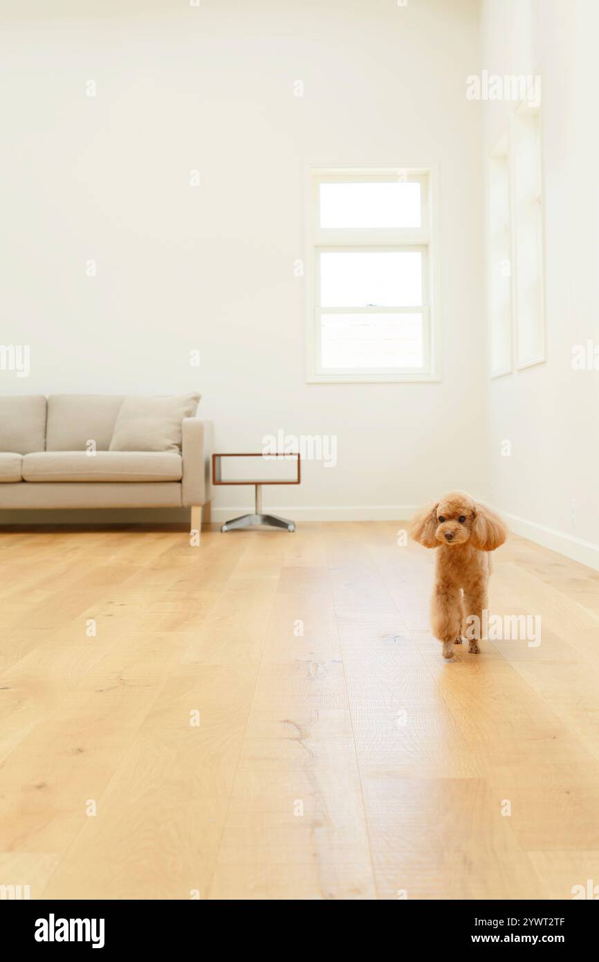 Living room and dog backgrounds for compositing Stock Photo - Alamy
