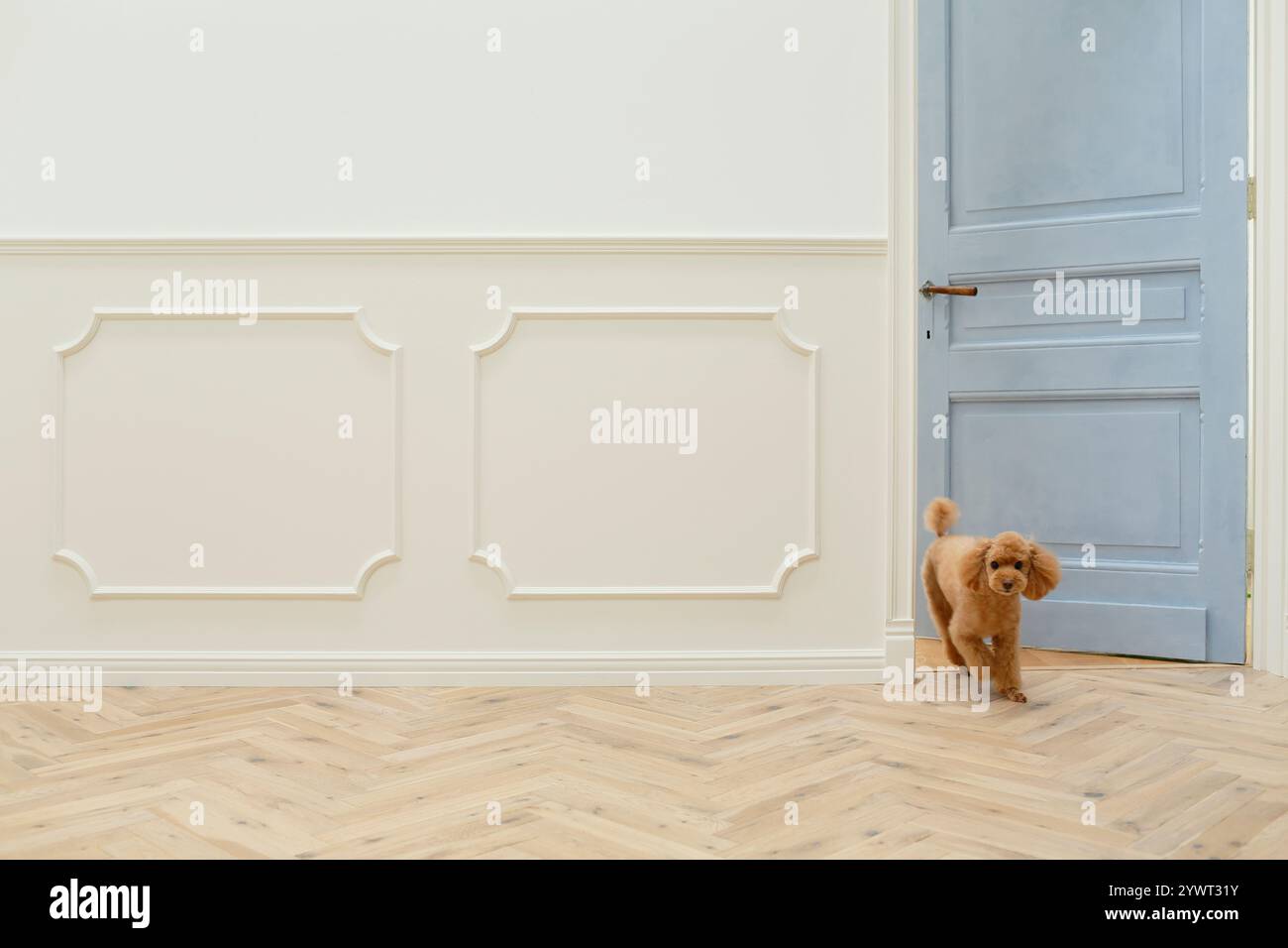 Elegant living room and dog backgrounds for compositing Stock Photo - Alamy