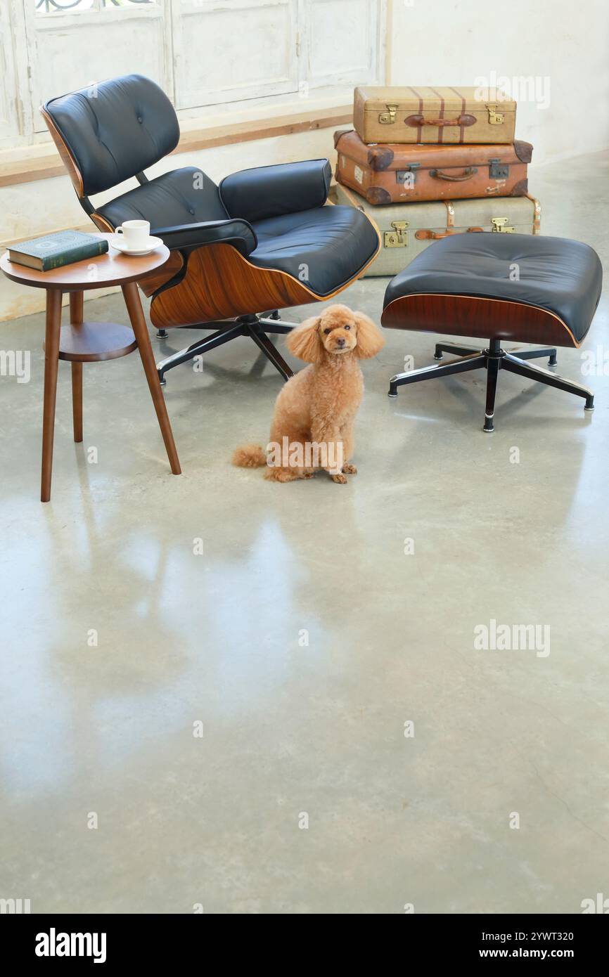 Dog and foreign-style living room background for compositing Stock ...