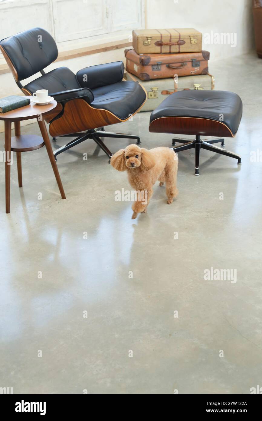 Dog and foreign-style living room background for compositing Stock ...