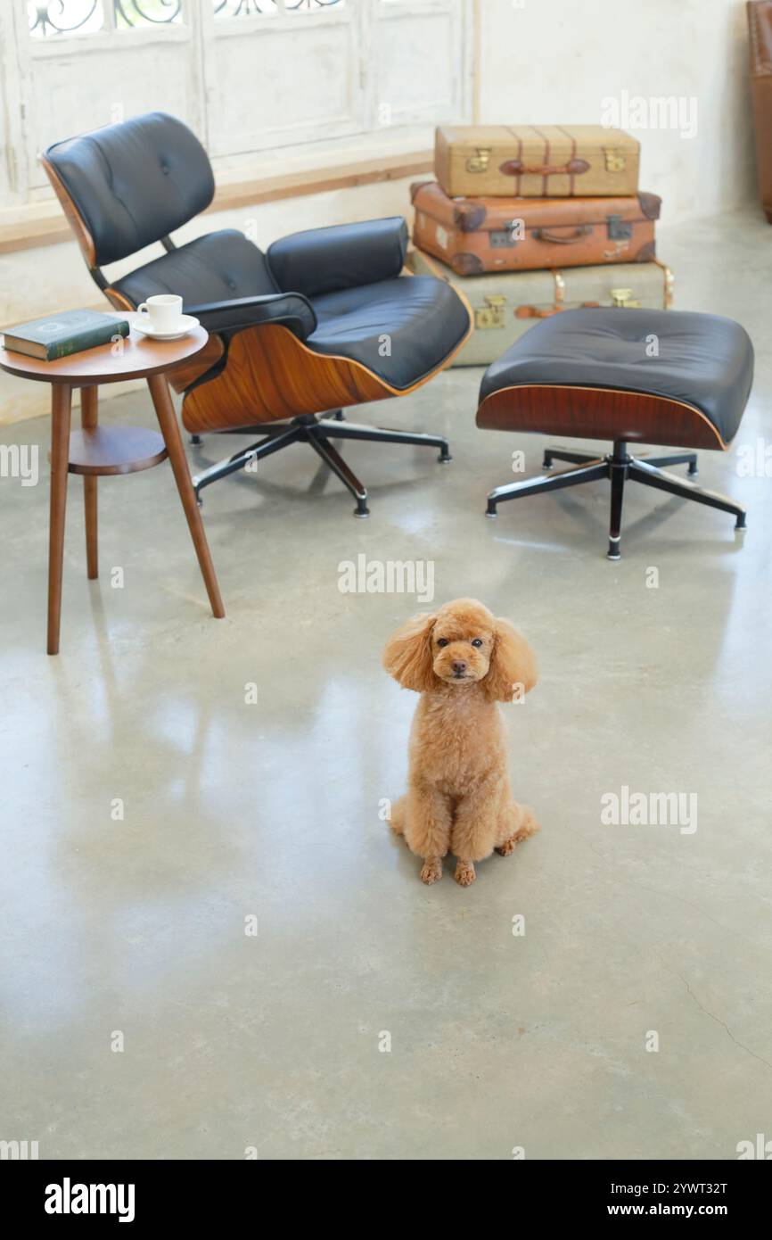 Dog and foreign-style living room background for compositing Stock ...