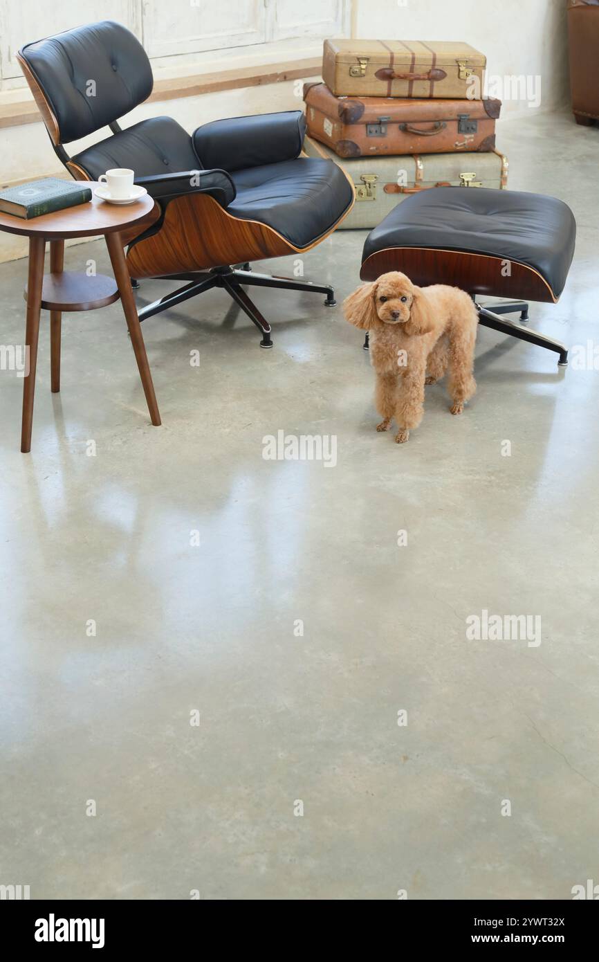 Dog and foreign-style living room background for compositing Stock ...