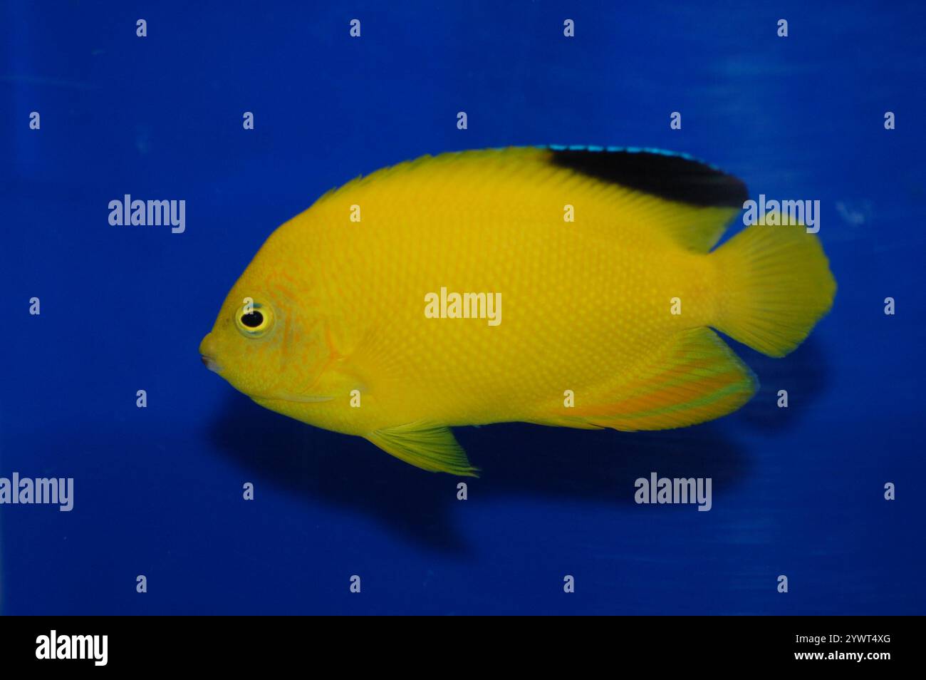 Woodhead's Angelfish (Centropyge woodheadi) Aquarium Fish Stock Photo ...