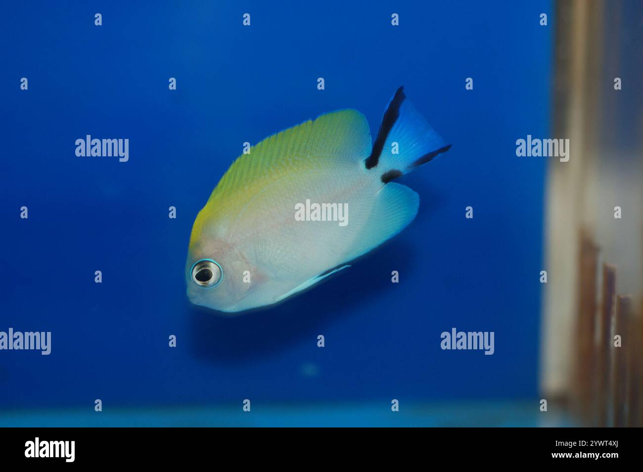 Swallowtail Angelfish, Blackspot Angelfish (Genicanthus melanospilos ...