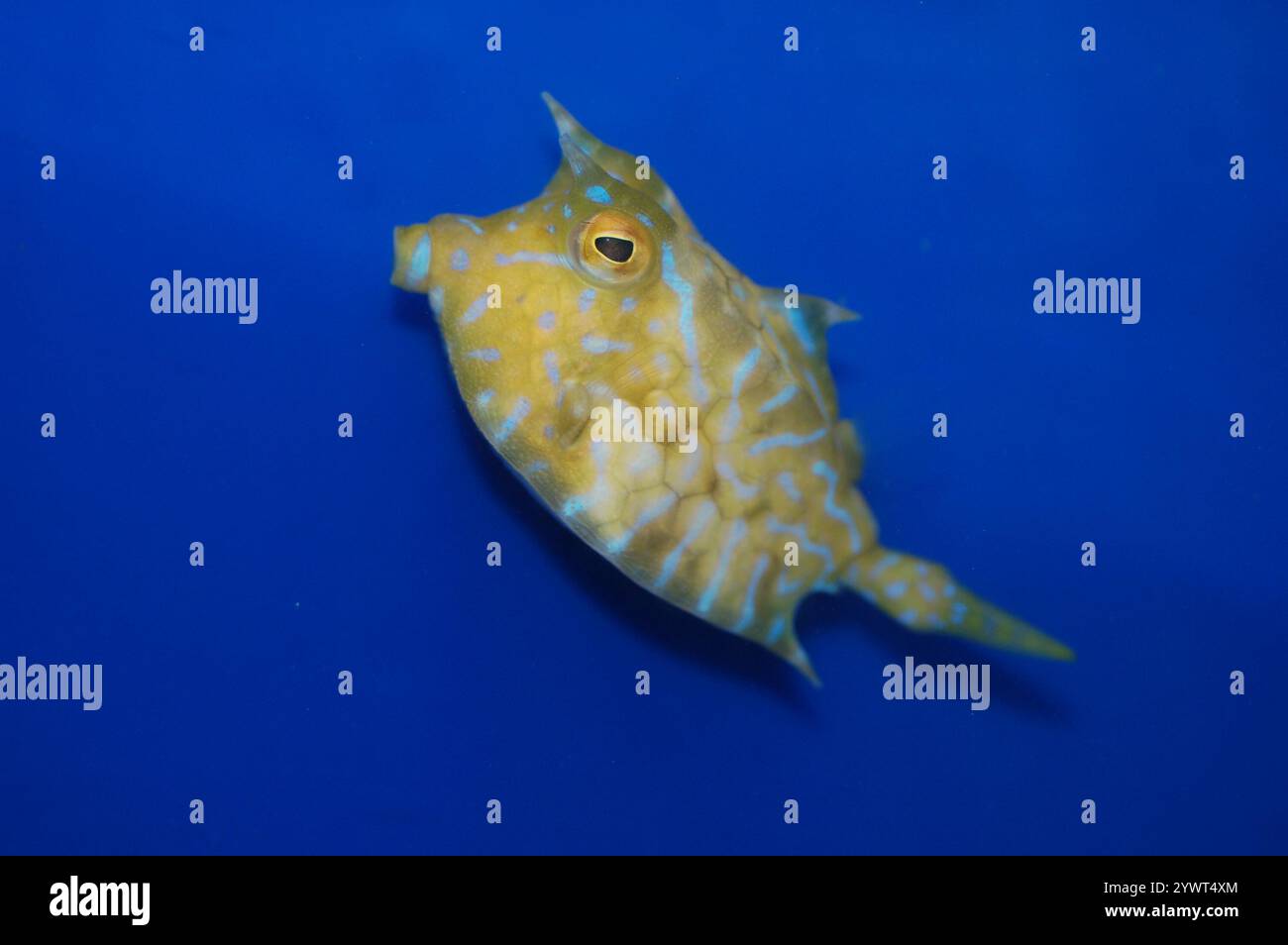 Thornback boxfish hi-res stock photography and images - Alamy