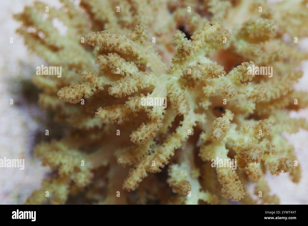 Green Spaghetti Leather Coral - Maricultured, Sinularia flexibilis ...