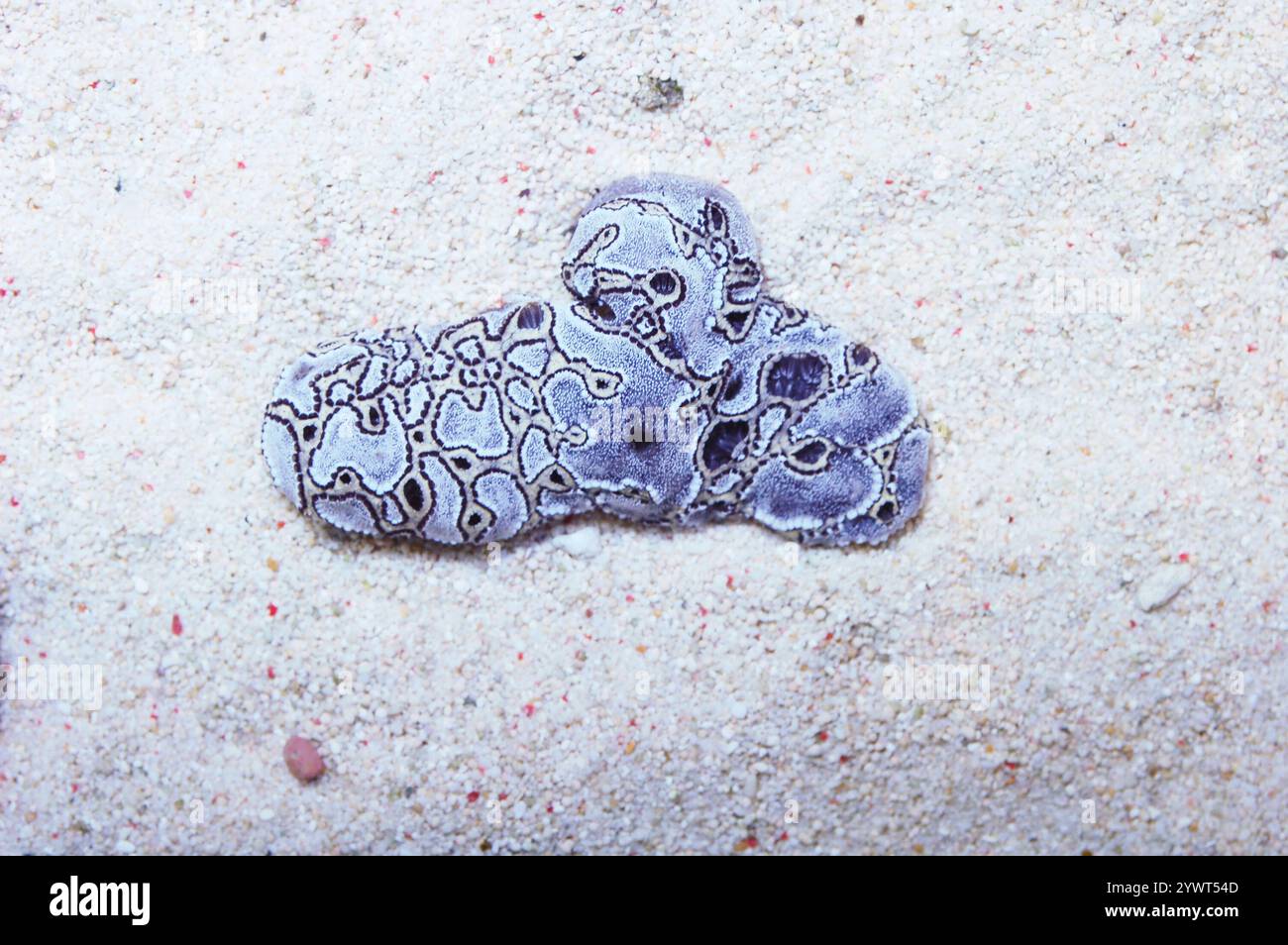 Botryllus hi-res stock photography and images - Alamy