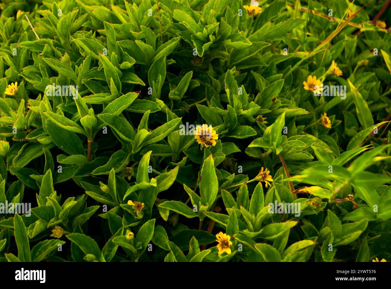 Yellow flower ground cover hi-res stock photography and images - Alamy