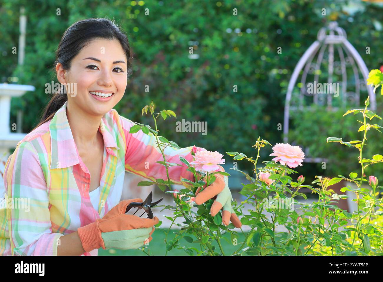 Woman tending roses hi-res stock photography and images - Alamy