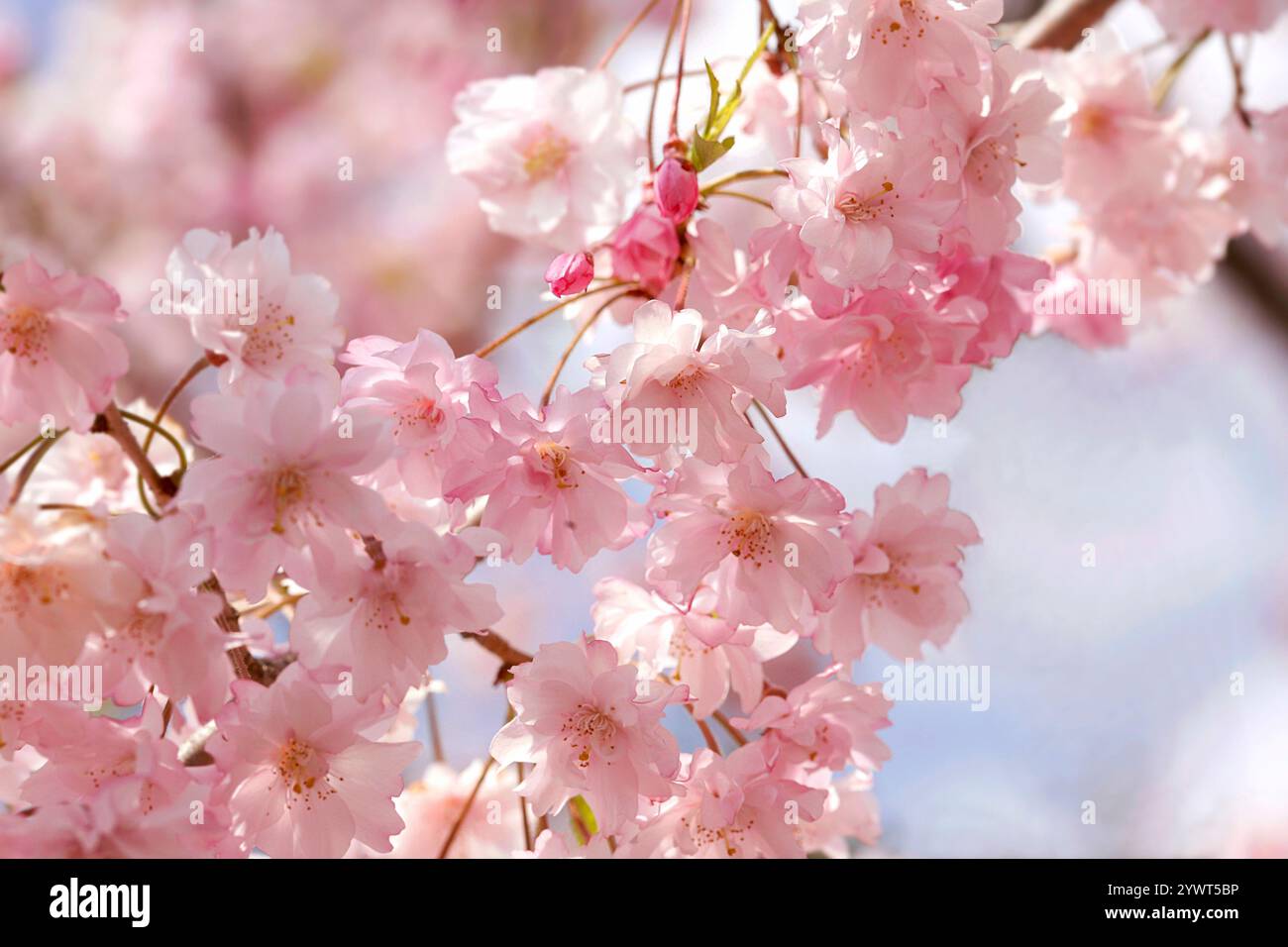 Shidare-zakura (weeping cherry Stock Photo - Alamy