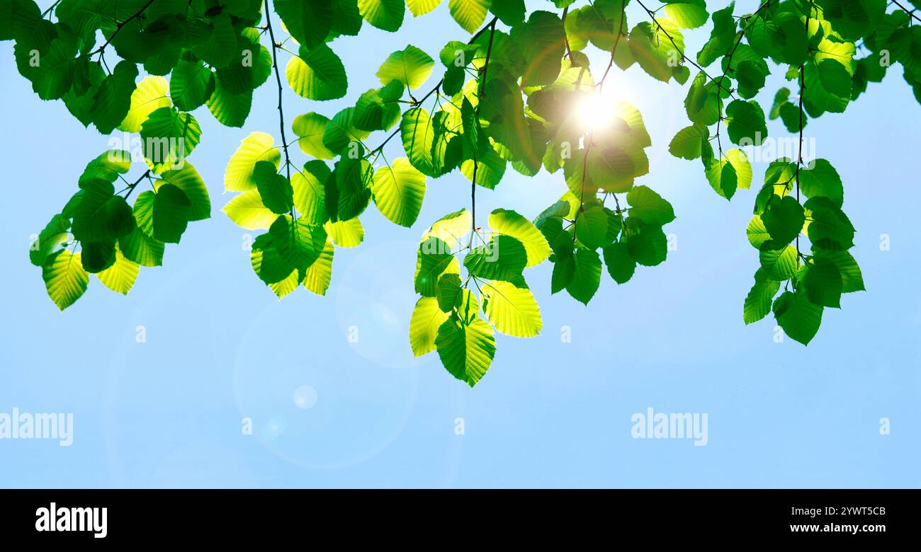 Light spilling green twigs Stock Photo - Alamy