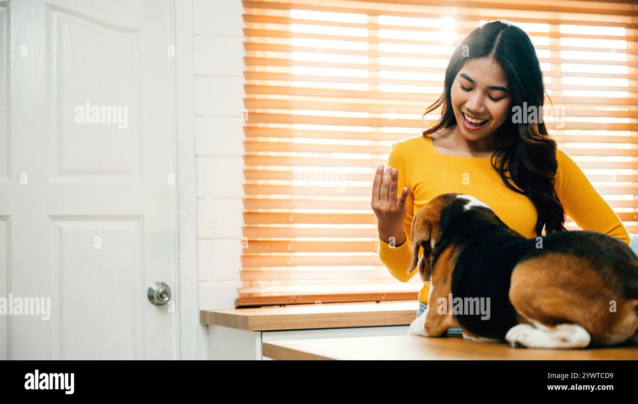 In the kitchen, an Asian woman and her Beagle dog engage in playful ...