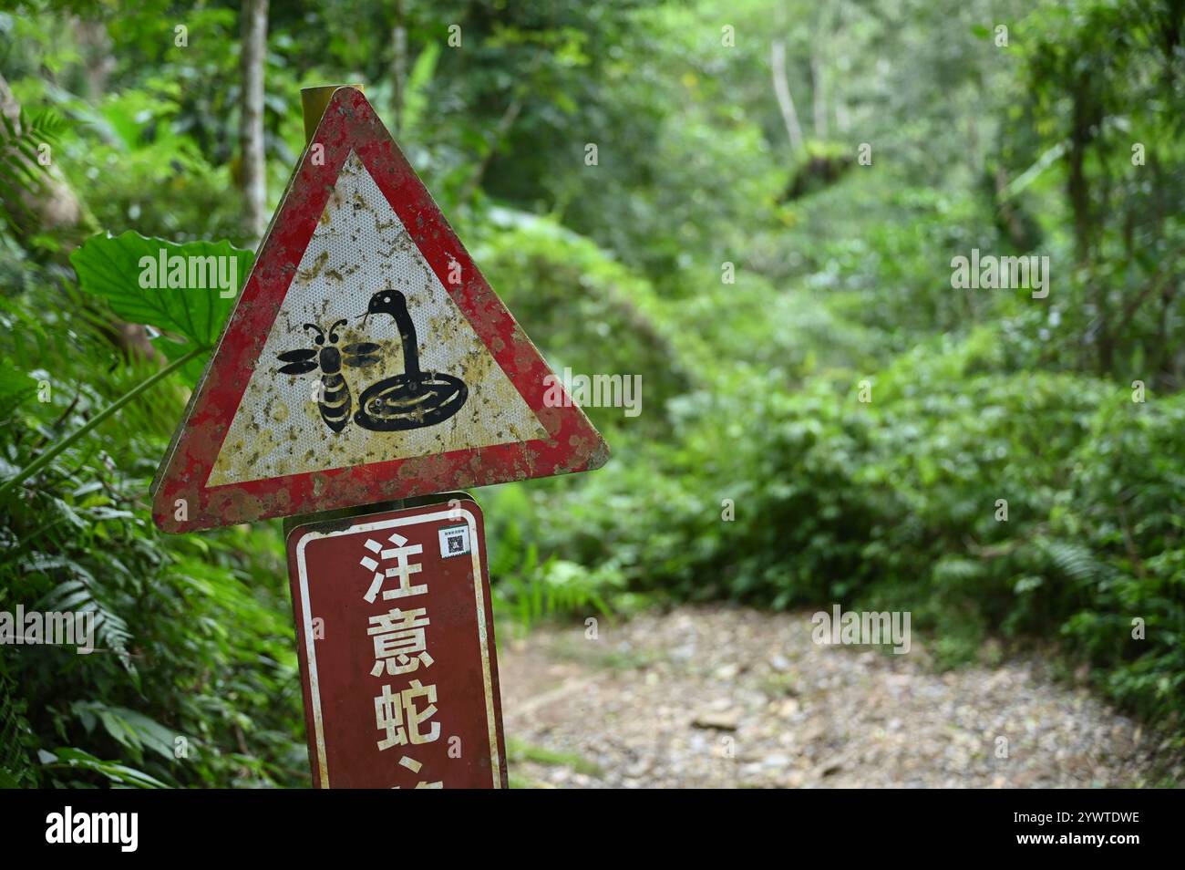 Hualien, Taiwan. 08th Dec, 2024. A wasp and a snake are depicted on a ...