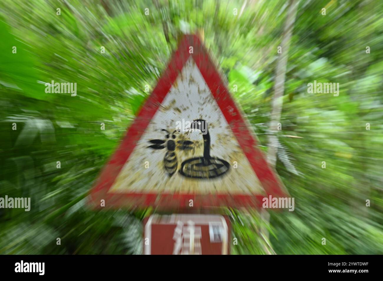 Hualien, Taiwan. 08th Dec, 2024. A wasp and a snake are depicted on a ...