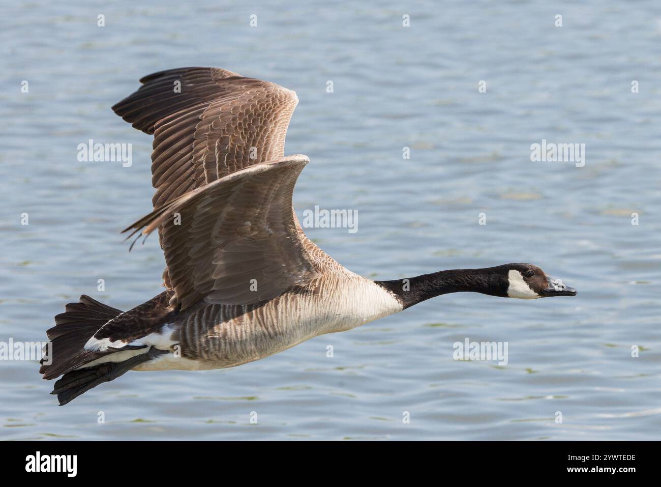 Canada Goose [ Branta Canadensis ] in flight over water Stock Photo - Alamy