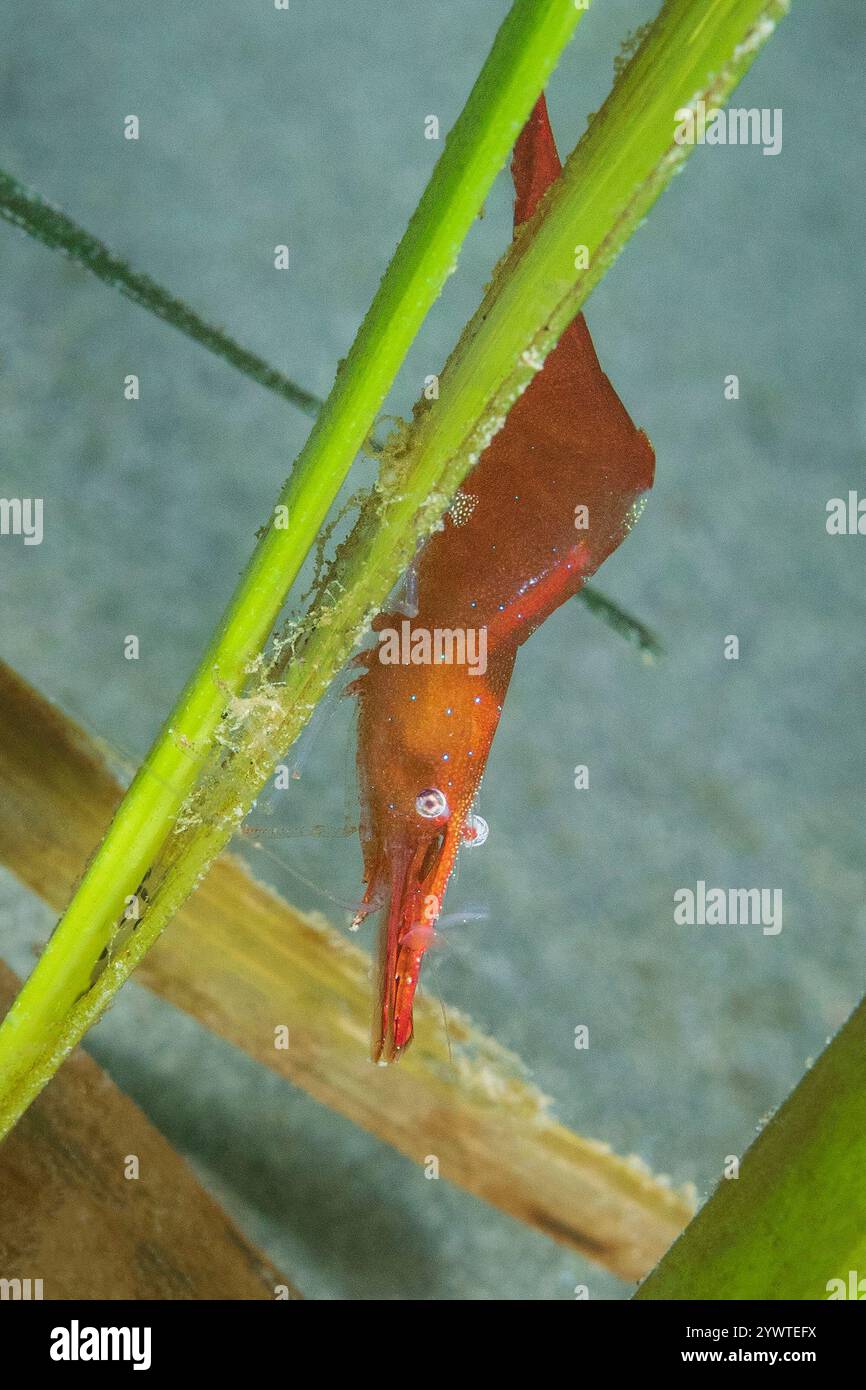 Alki Marine Park Puget Sound Salish Sea West Seattle Washington ...