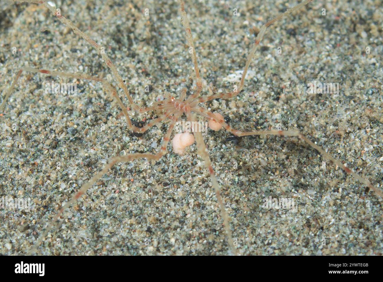 Alki Marine Park Puget Sound Salish Sea West Seattle Washington ...