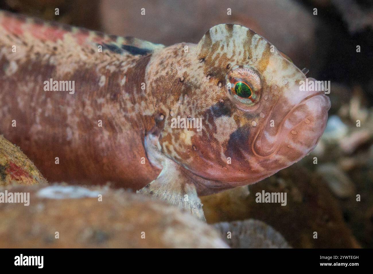 Redondo Beach Poverty Bay Puget Sound Salish Sea Des Moines Washington ...