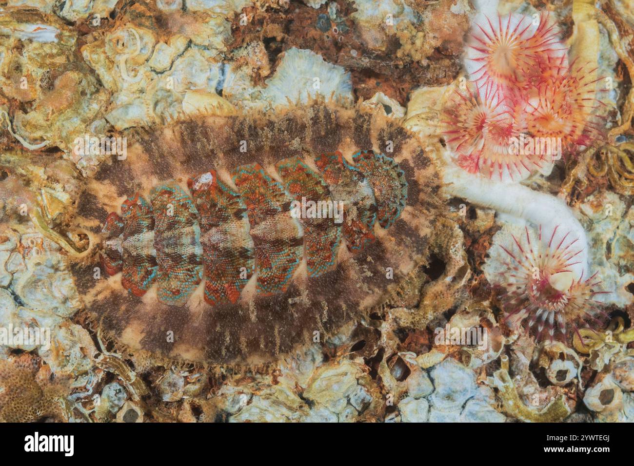 Keystone Jetty Fort Casey Underwater Park Admiralty Bay Salish Sea ...