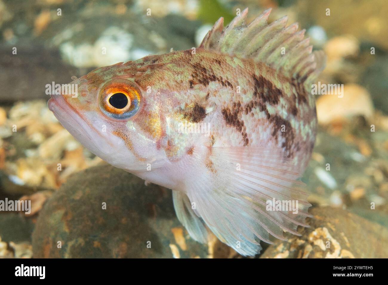 Brown rockfish Sebastes auriculatus, Redondo Beach Poverty Bay Puget ...