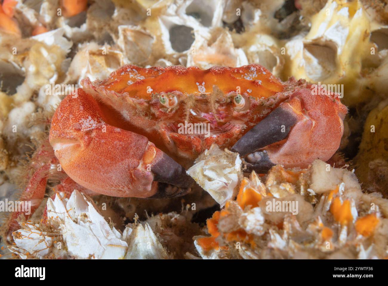Crenate barnacle Balanus crenatus, Discovery Passage Quadra Island ...